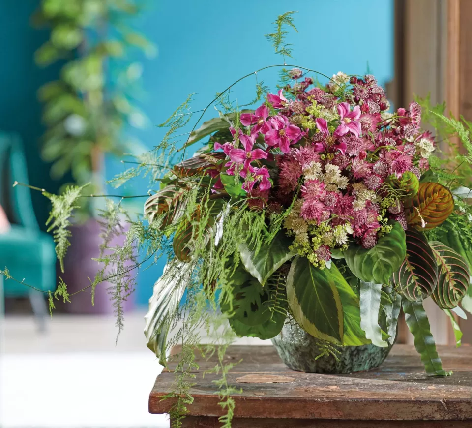 Astrantia collection | Marginpar